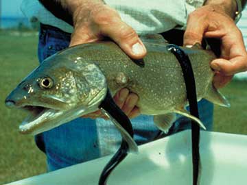 Lake Invaders: The Fight for Lake Huron – Green Planet Films