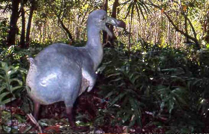 Return of the Dodo – Green Planet Films
